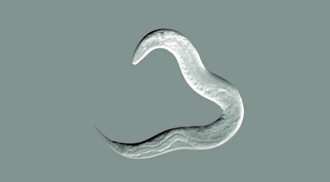 oxiuro | Saúde – Blog OPAS