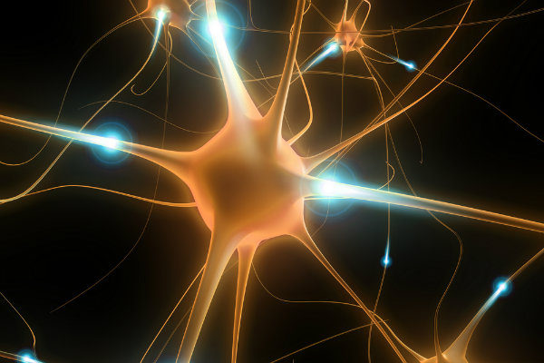 Sinapses: Partes, Funções e Tipos de Sinapses