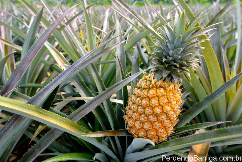 abacaxi beneficios saúde | Saúde – Blog OPAS